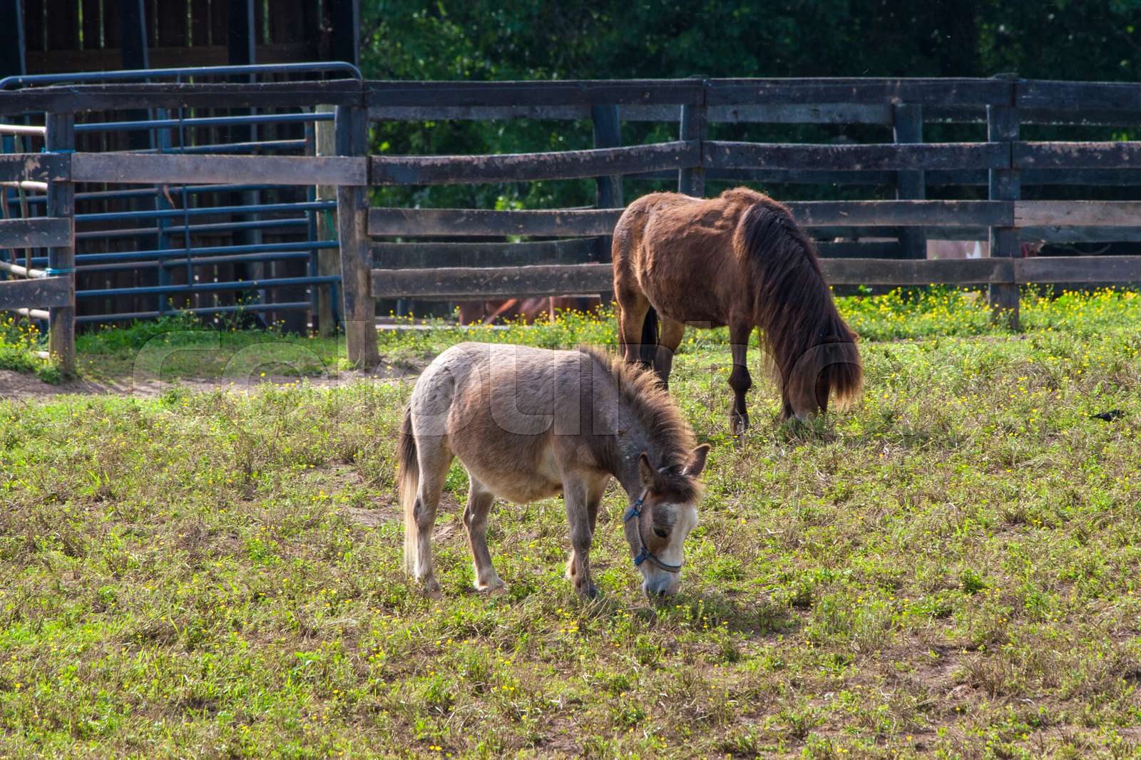 Miniature horses at farm land | Stock image | Colourbox