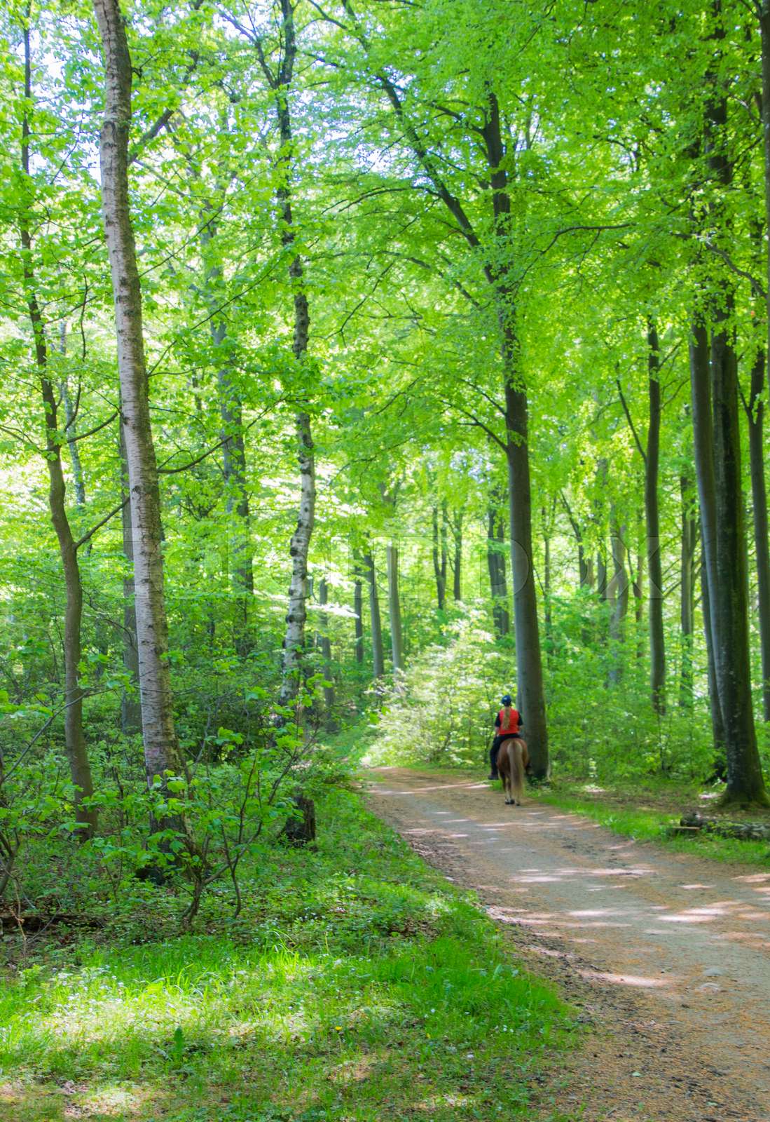 Sommer i skoven. | Stock foto | Colourbox