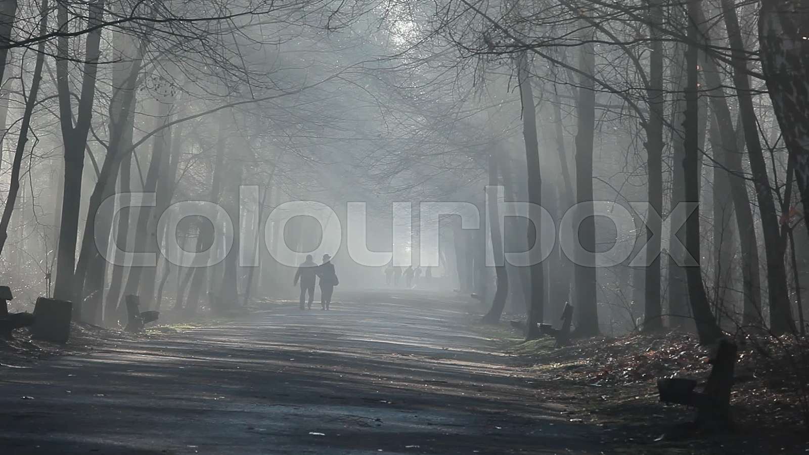 Footpath through Forest of Beech Trees illuminated by Sunbeams through ...