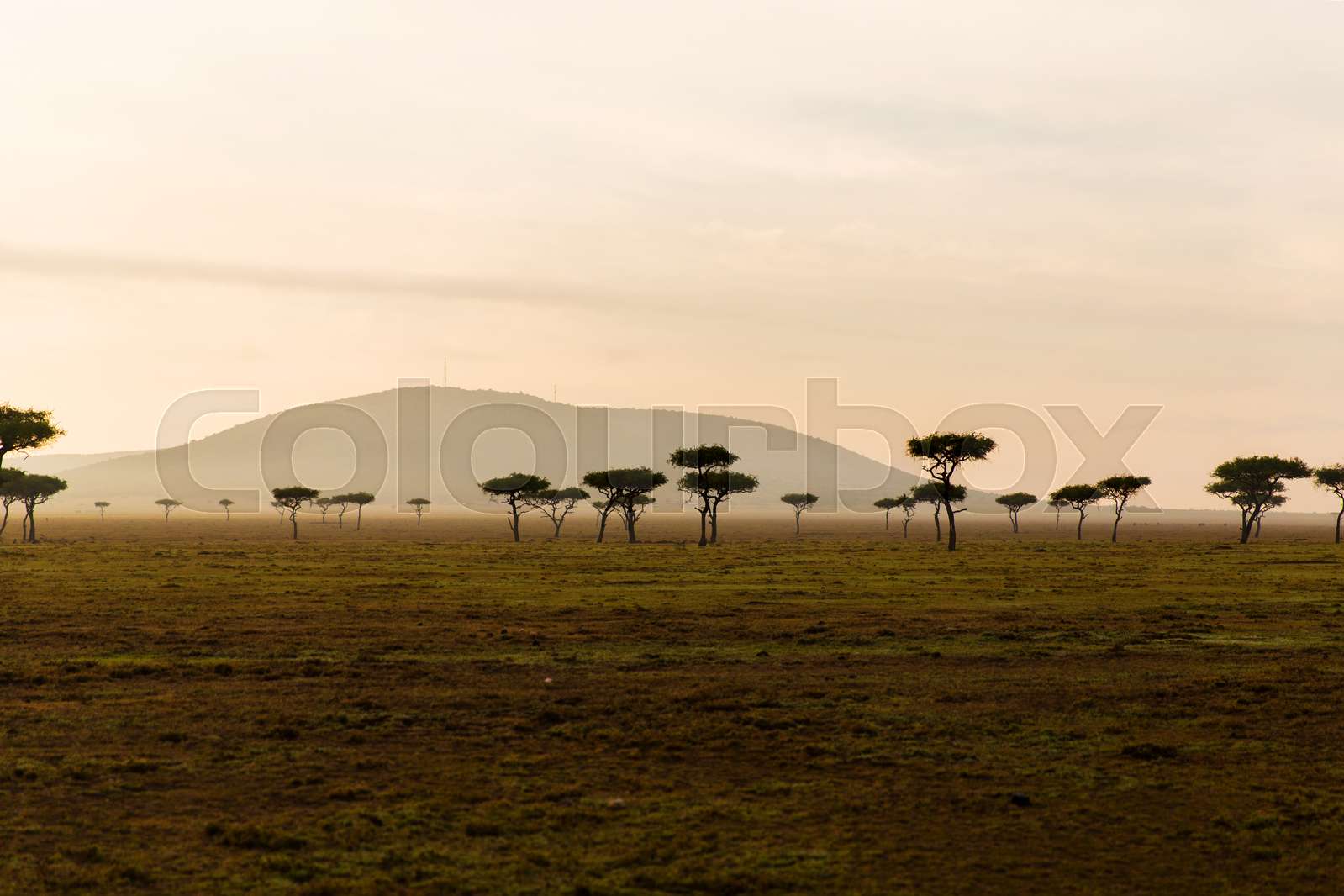 acacia trees in savannah at africa | Stock image | Colourbox