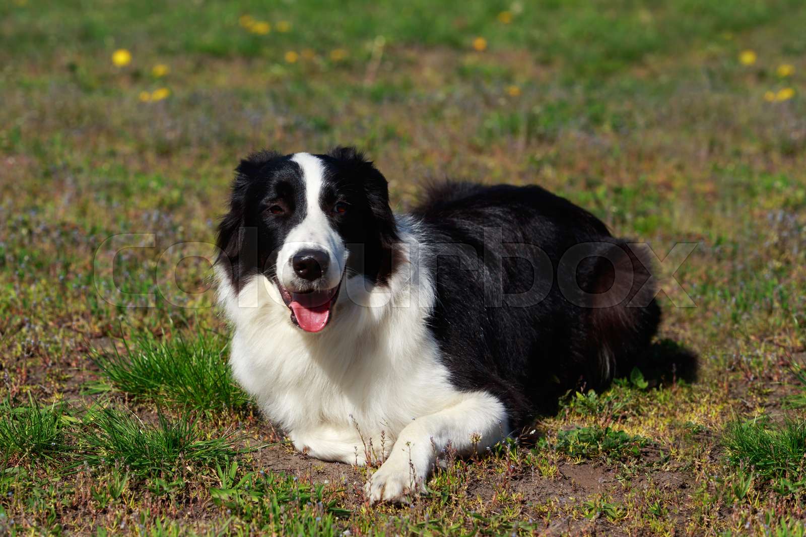 dog breed Border Collie | Stock image | Colourbox