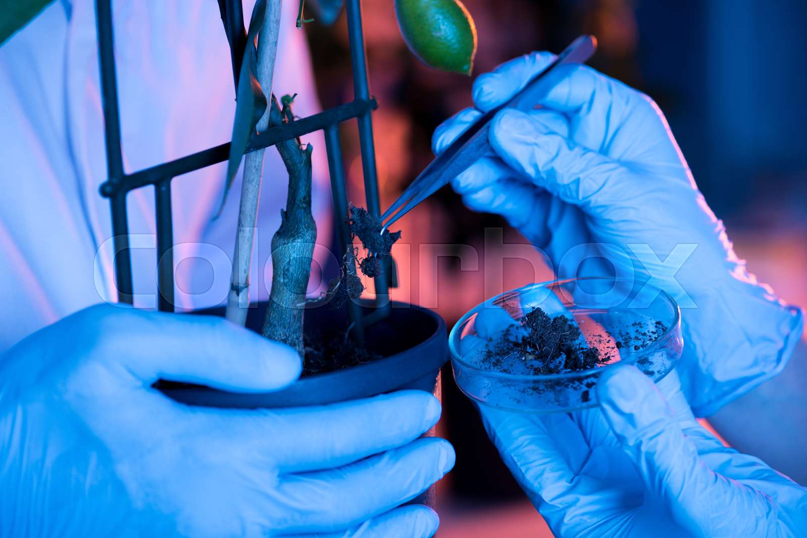 Scientists at botanical laboratory during work | Stock image | Colourbox