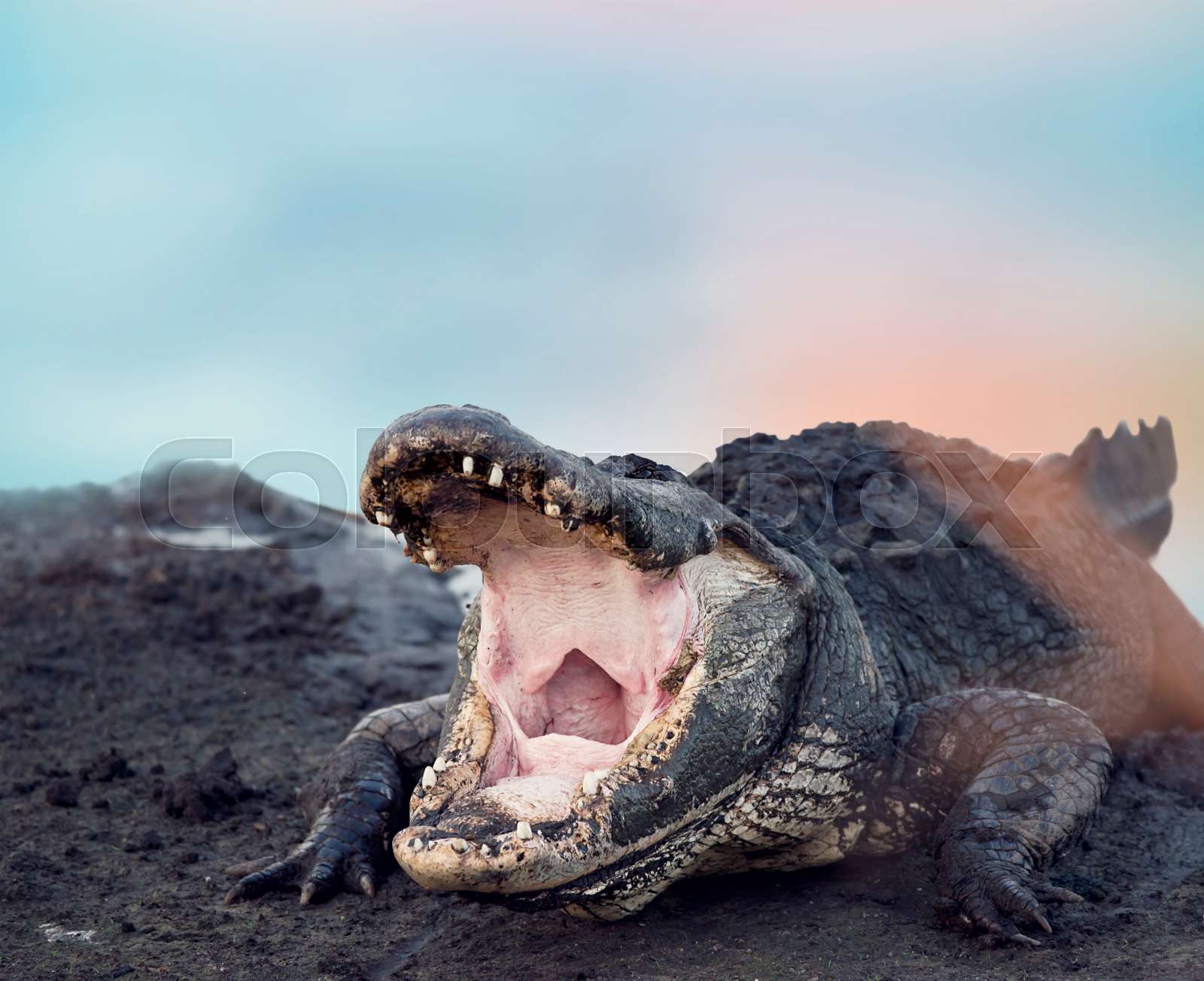 Large American Alligator | Stock image | Colourbox