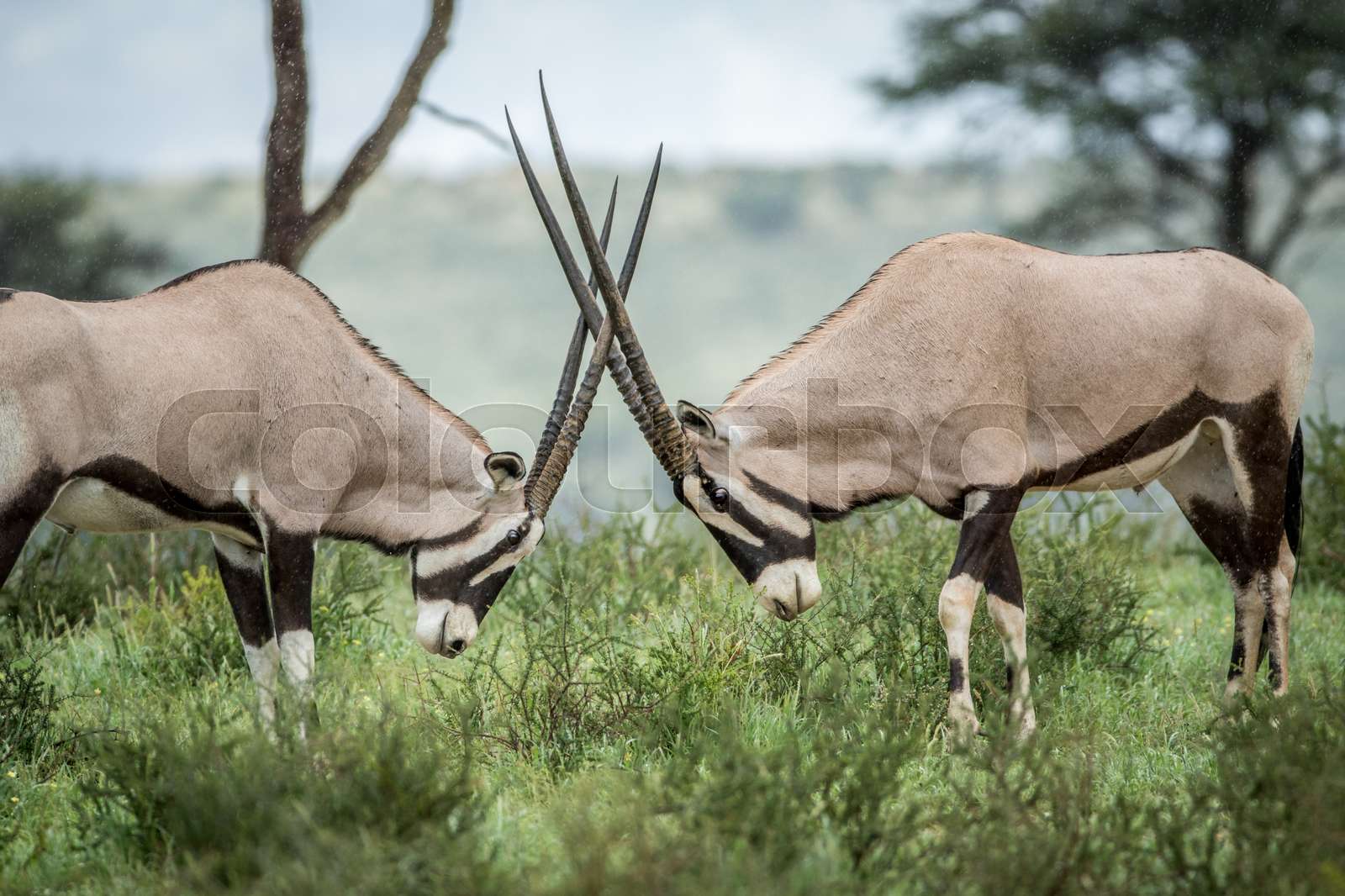 Gemsbok Fighting