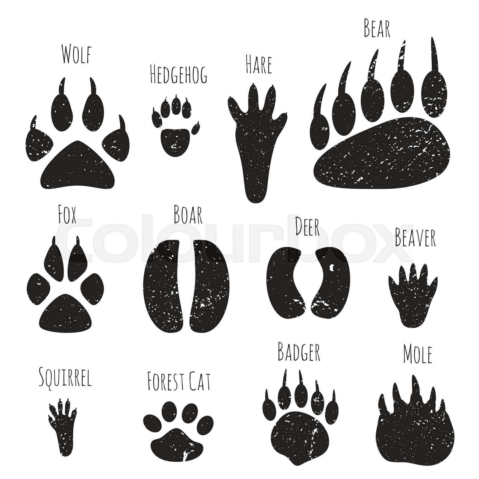 Set of forest animals footprints. | Stock vector | Colourbox
