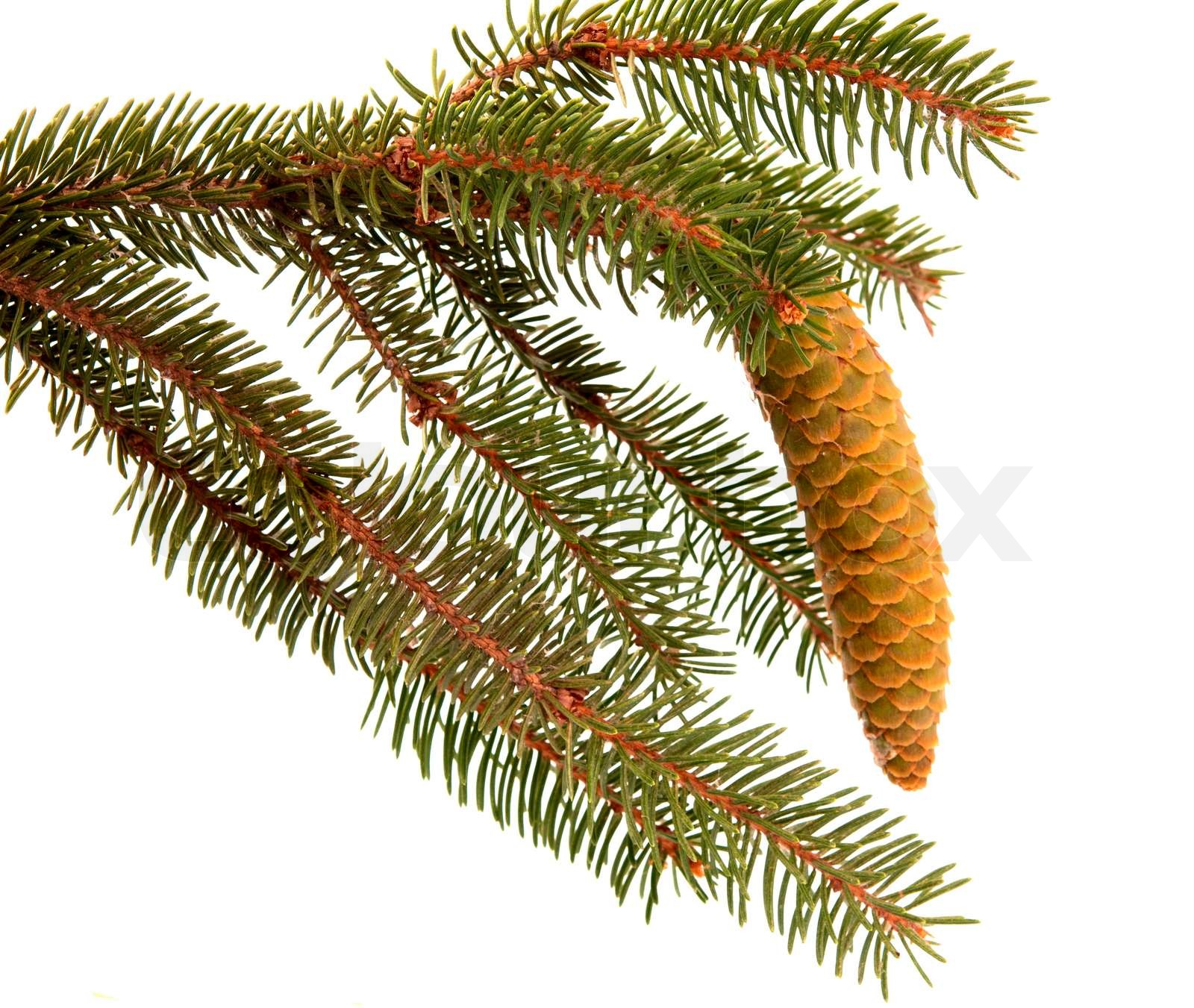 kvist med gran kegle på en hvid baggrund | Stock foto | Colourbox