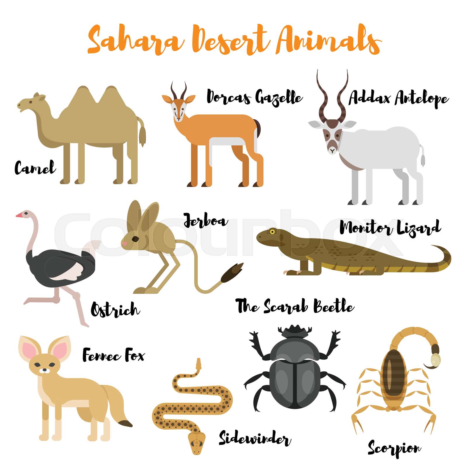 Africa Sahara Desert Animals