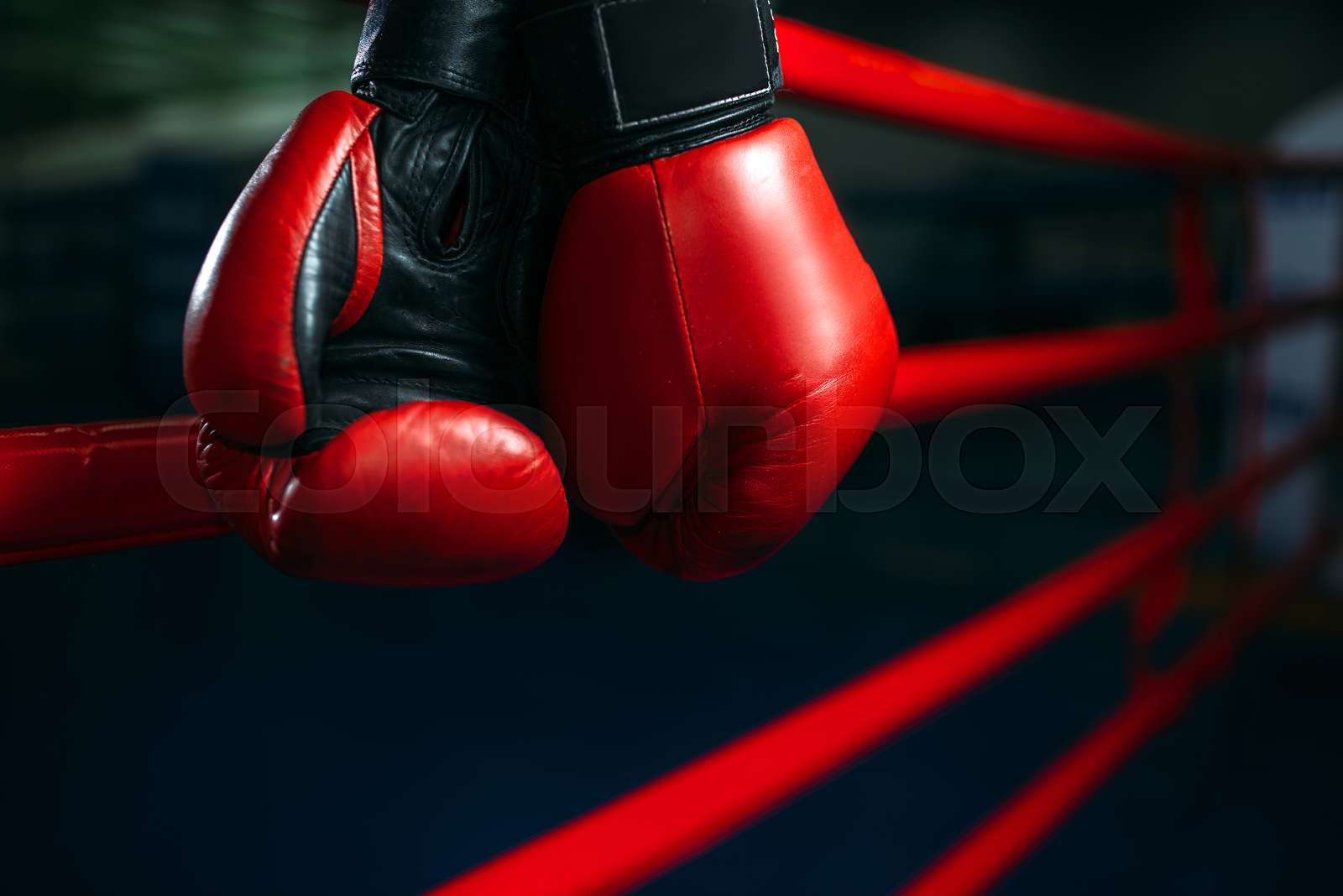 Gloves on the ring ropes, boxing concept, nobody | Stock image | Colourbox