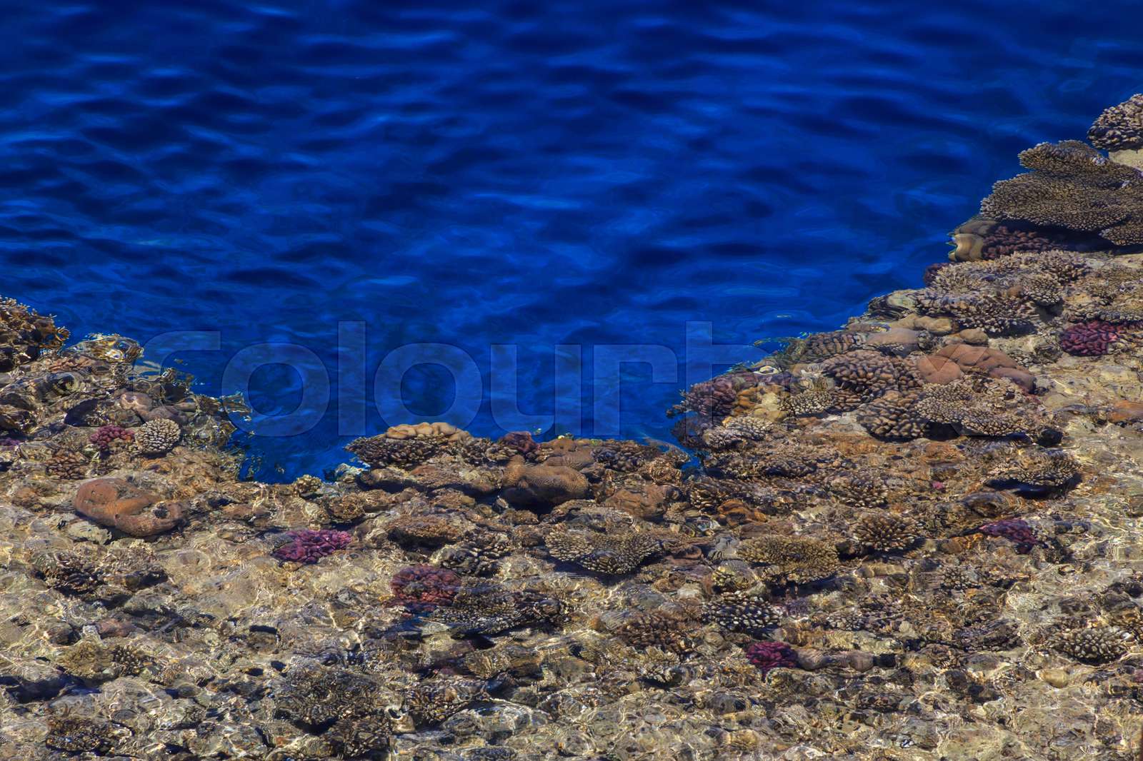 coral reef at coast of Red Sea, Egypt | Stock image | Colourbox coral reef at coast of Red Sea, Egypt | Stock image | Colourbox