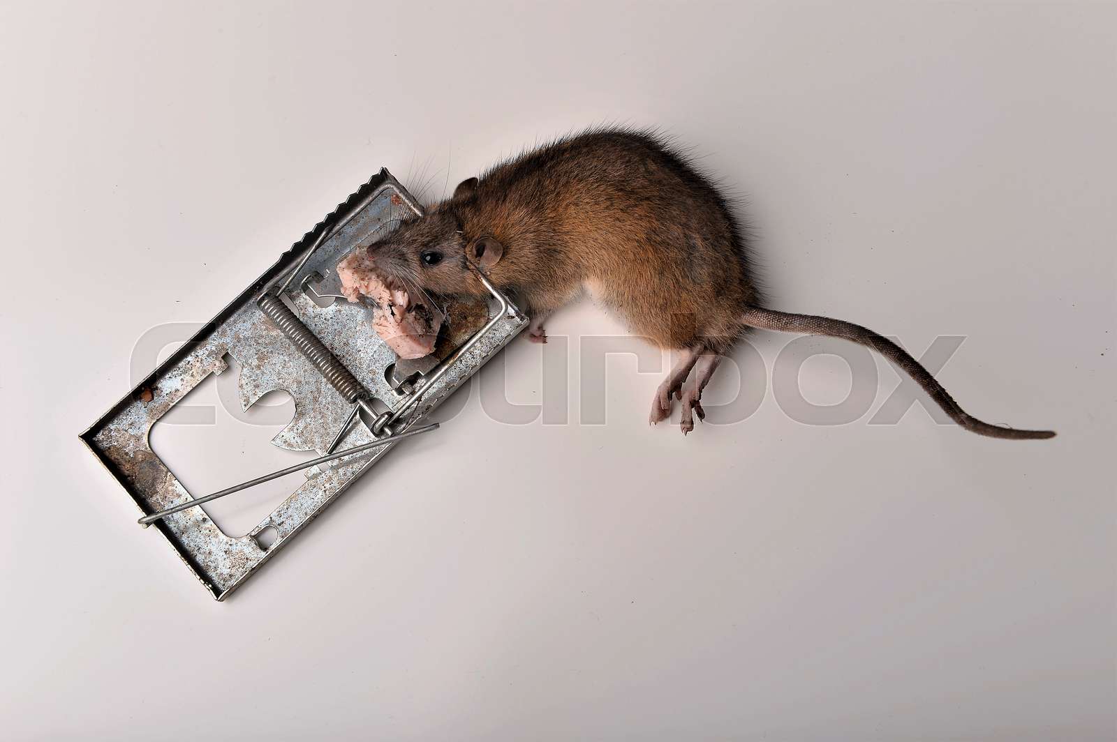 brunrotte, rotte, rattus | Stock image | Colourbox