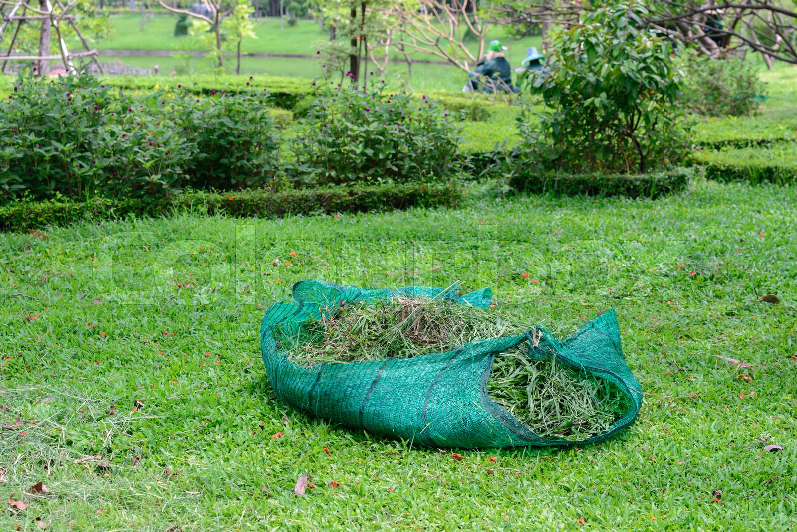 Mowed grass garbage. | Stock image | Colourbox