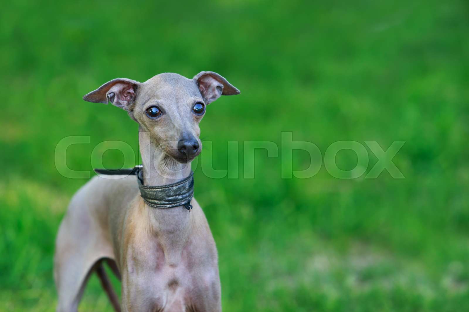 Grey Miniature Italian Greyhound