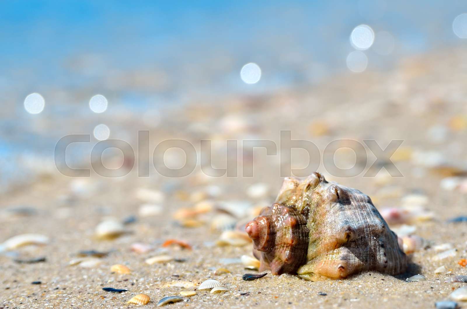 Sea waves wash the seashells on the beach | Stock image | Colourbox