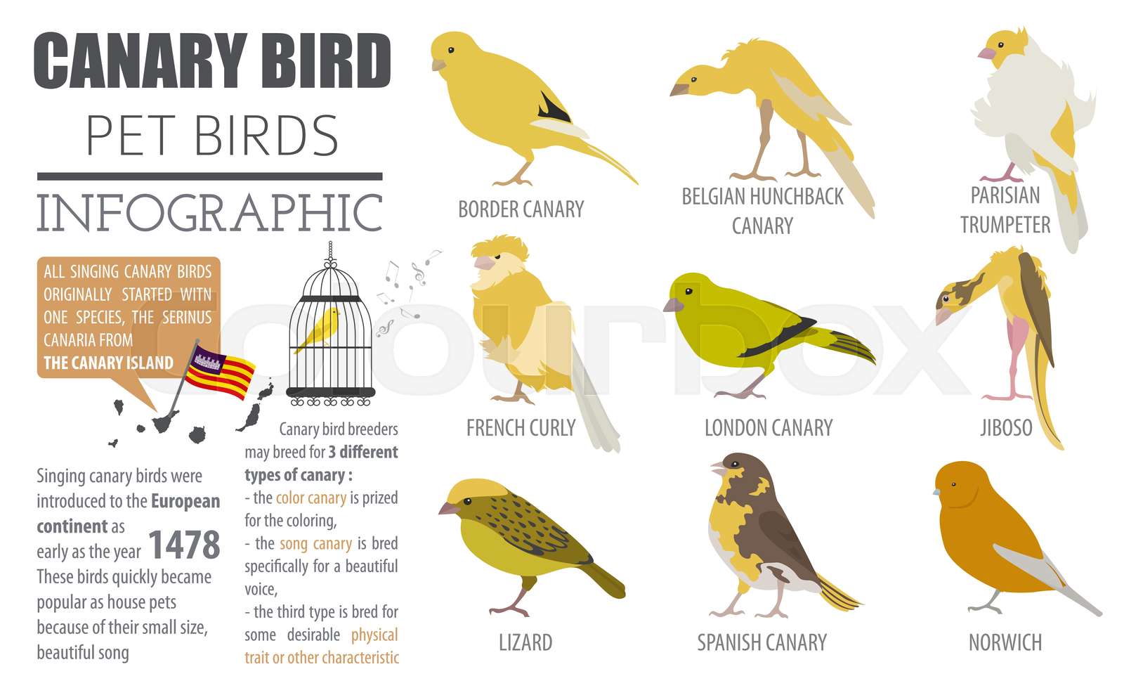 Canary breeds icon set flat style isolated on white. Pet birds ...