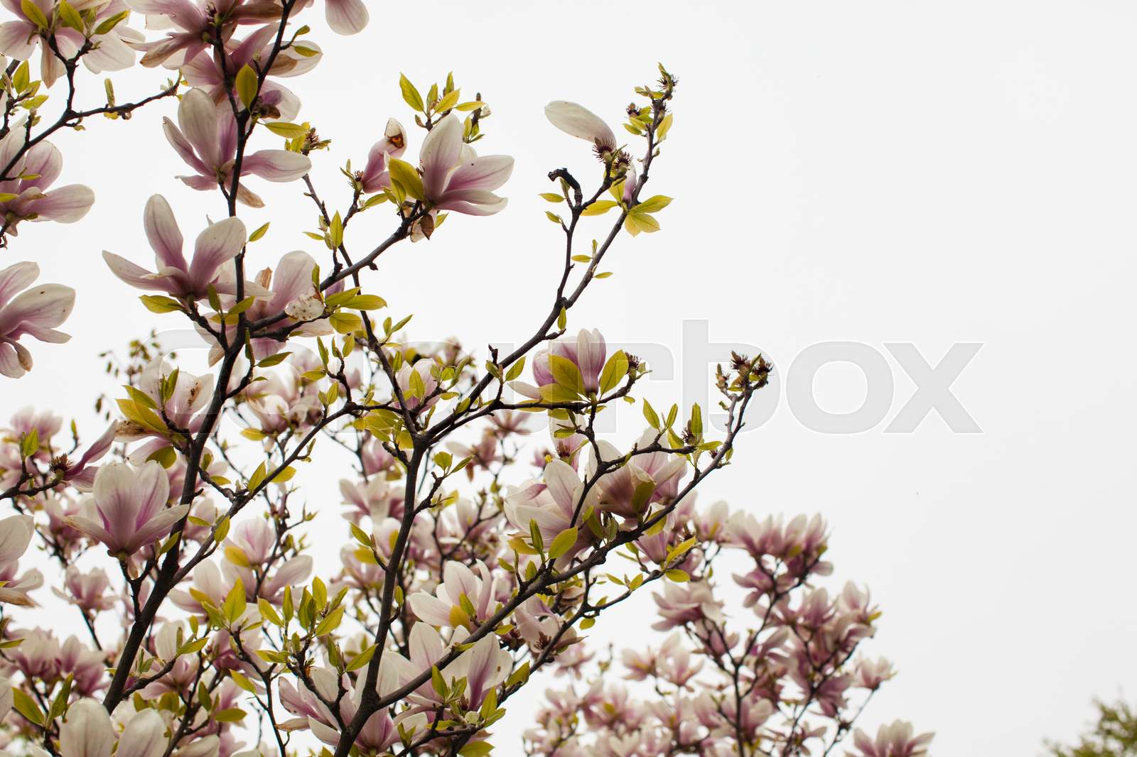 Flowering Magnolia liliflora | Stock image | Colourbox