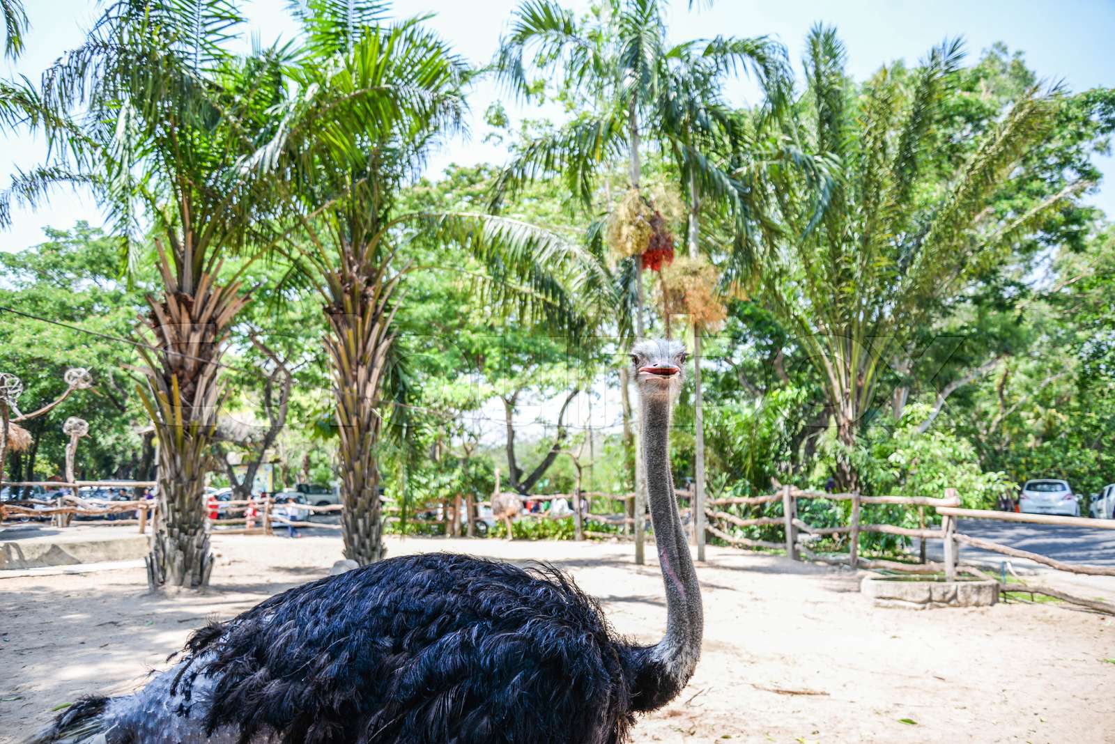 Ostrich in open zoo | Stock image | Colourbox