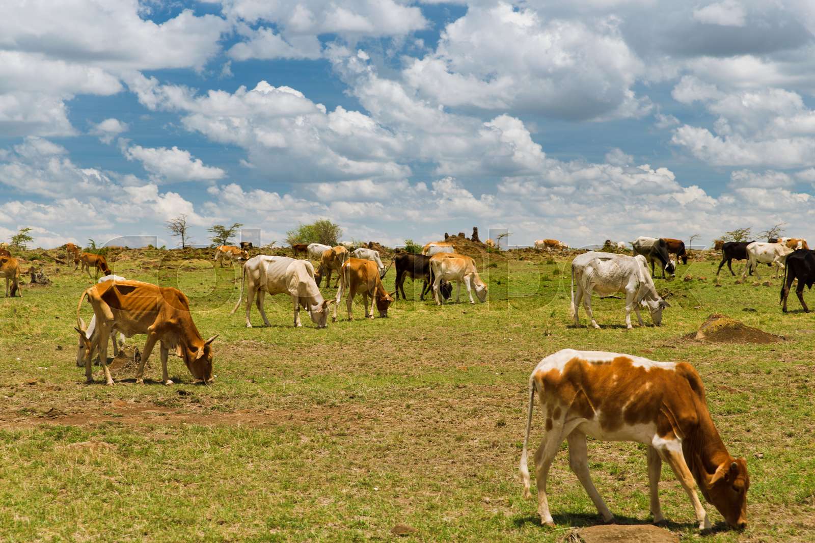 cows grazing in savannah at africa | Stock image | Colourbox