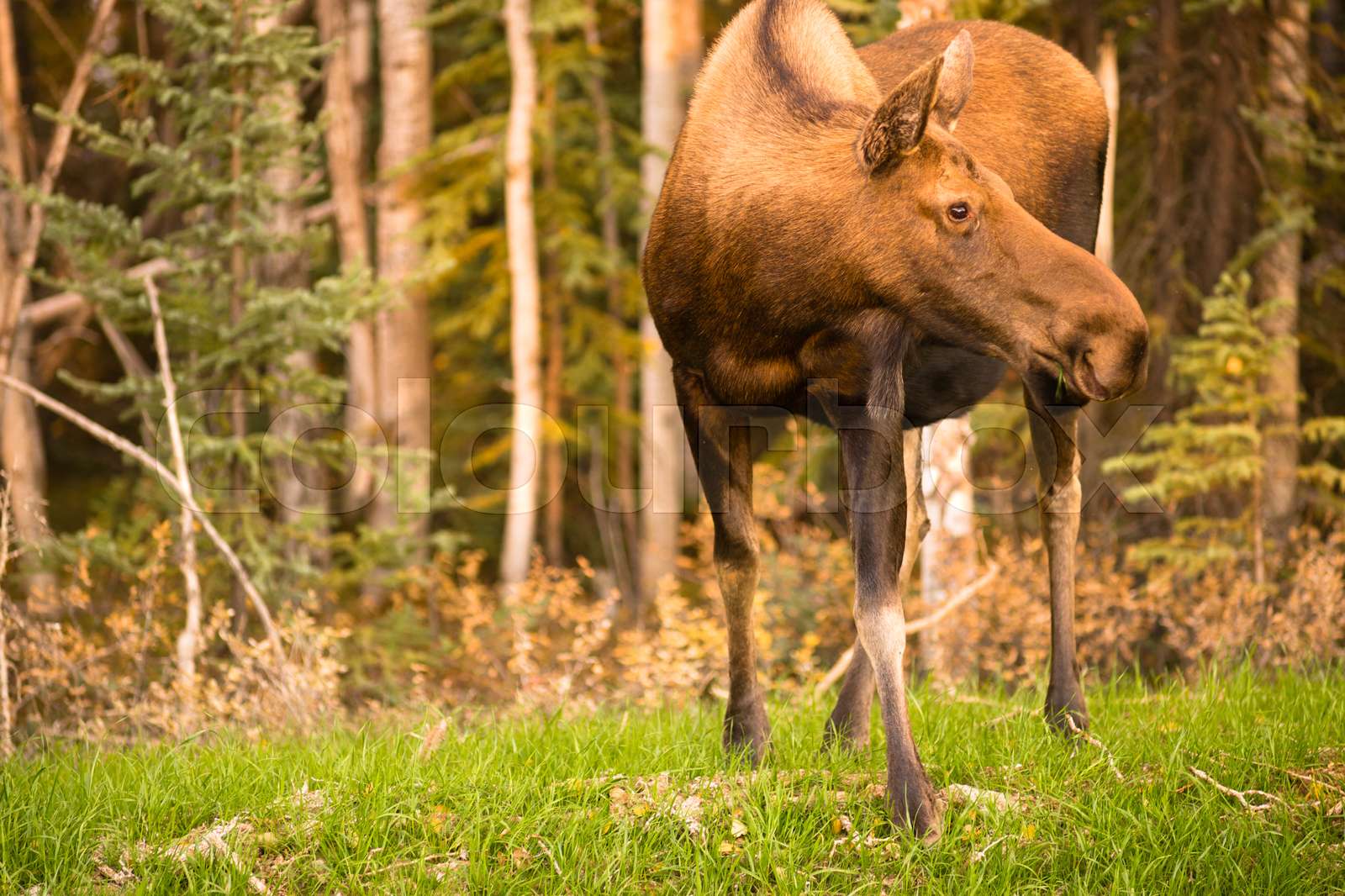 Female Moose Cow Feeding On Grass Alaska Wilderness | Stock image ...