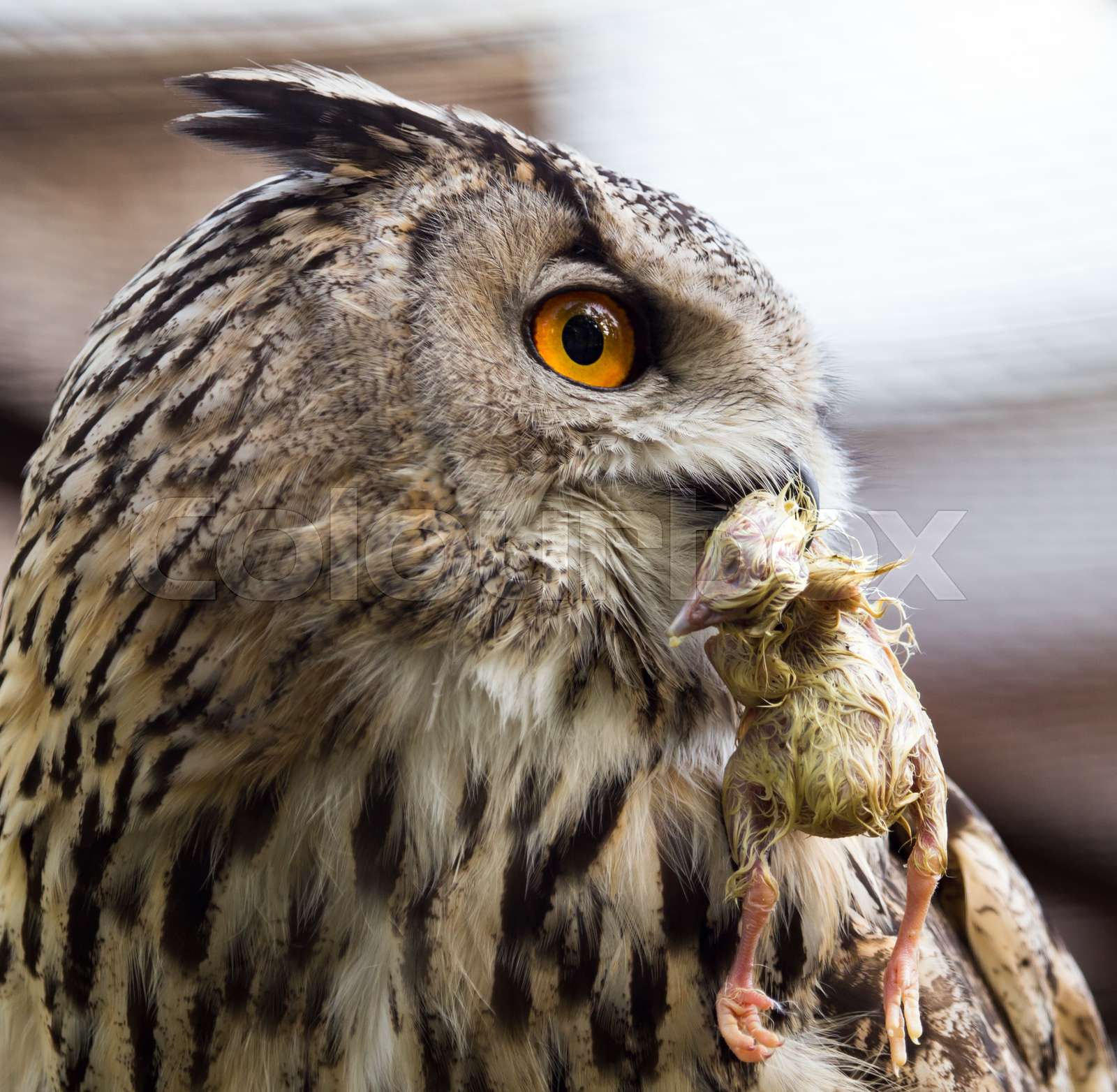 Owl eats chicken at the zoo | Stock image | Colourbox