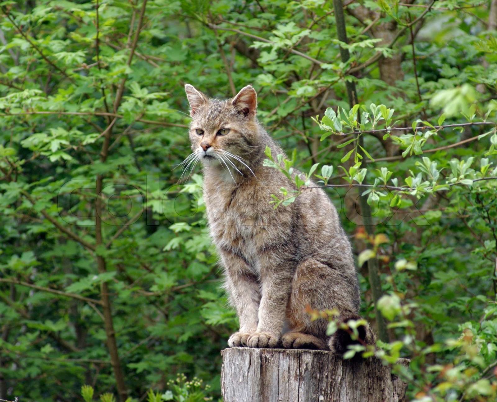 wildcat sitting on a stub in green forest back | Stock image | Colourbox