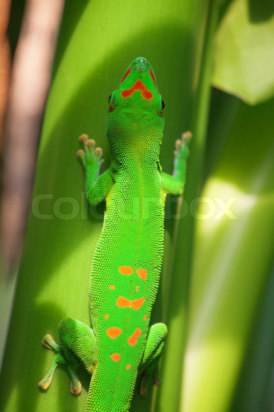 Green gecko | Stock image | Colourbox