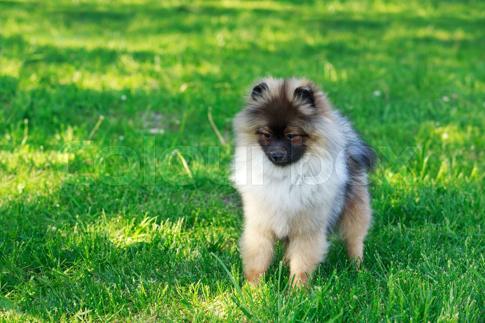the dog breed pomeranian spitz | Stock image | Colourbox