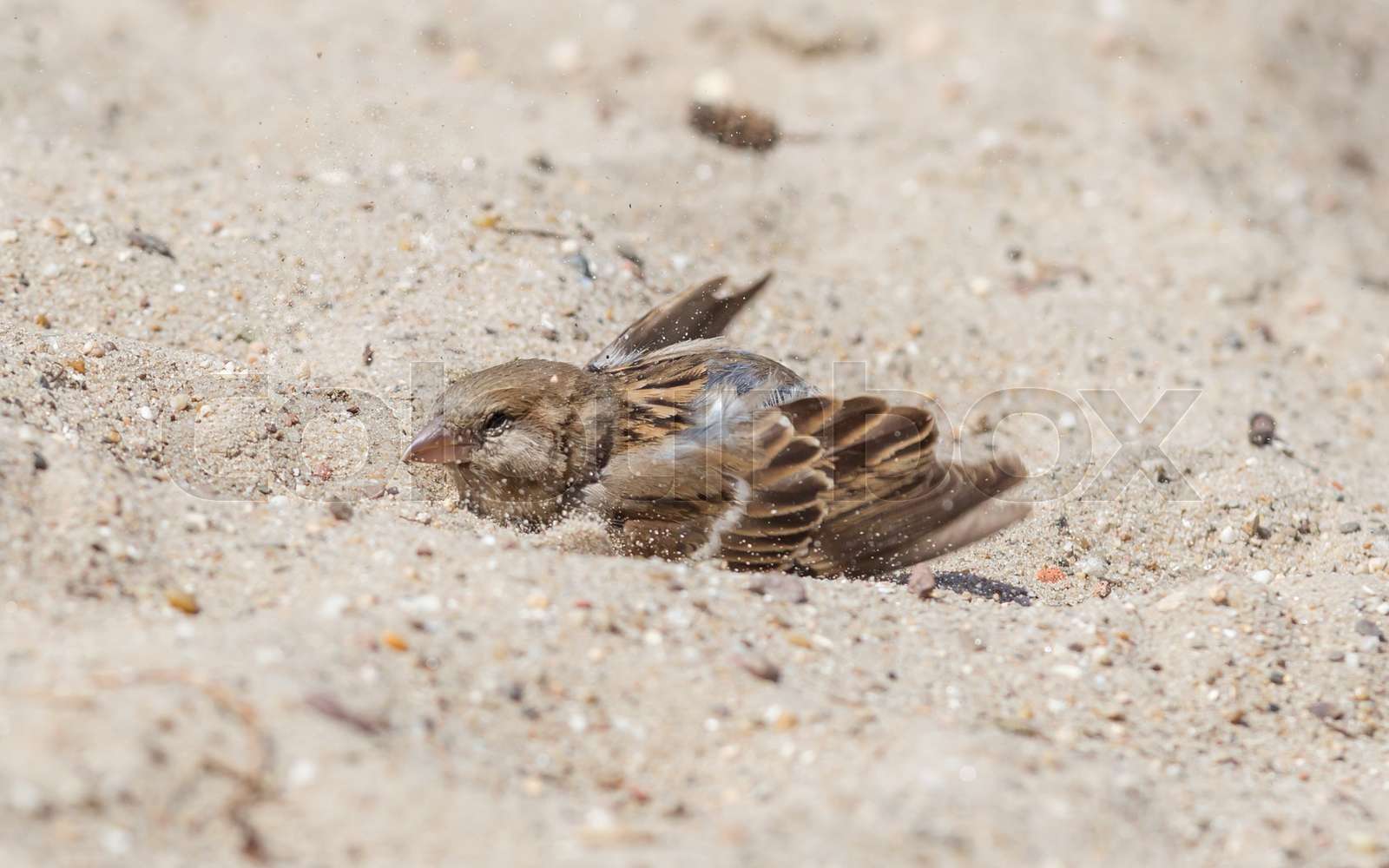 Sparrow washing in sand | Stock image | Colourbox