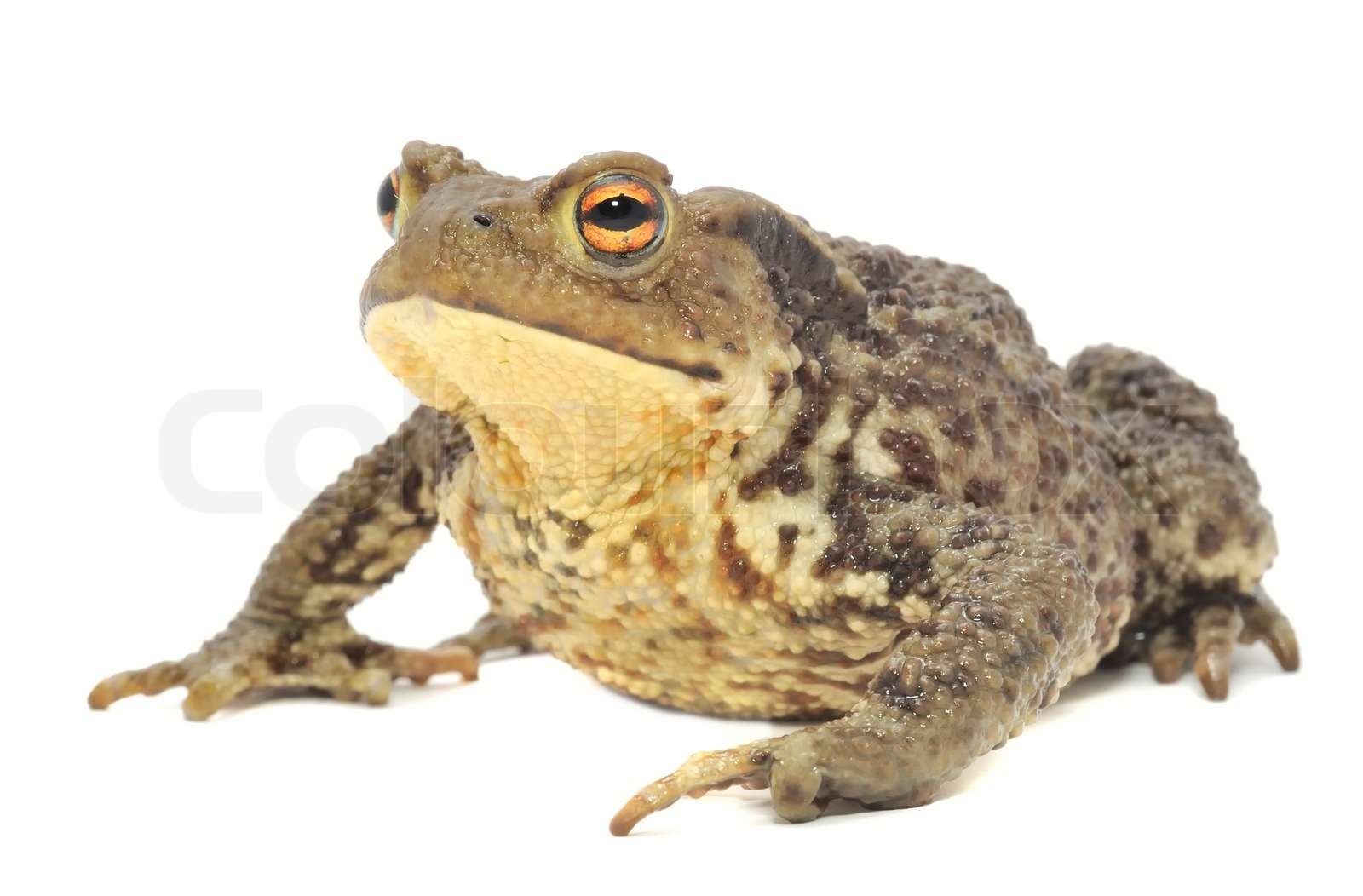 Brown Frog Isolated on White Background | Stock image | Colourbox