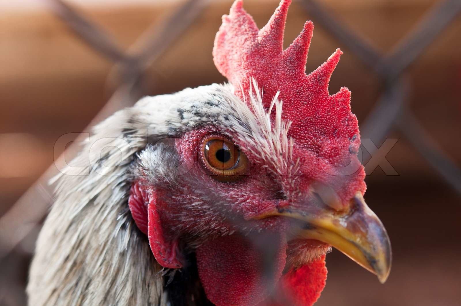 makro foto af hane bag tremmer | Stock foto | Colourbox