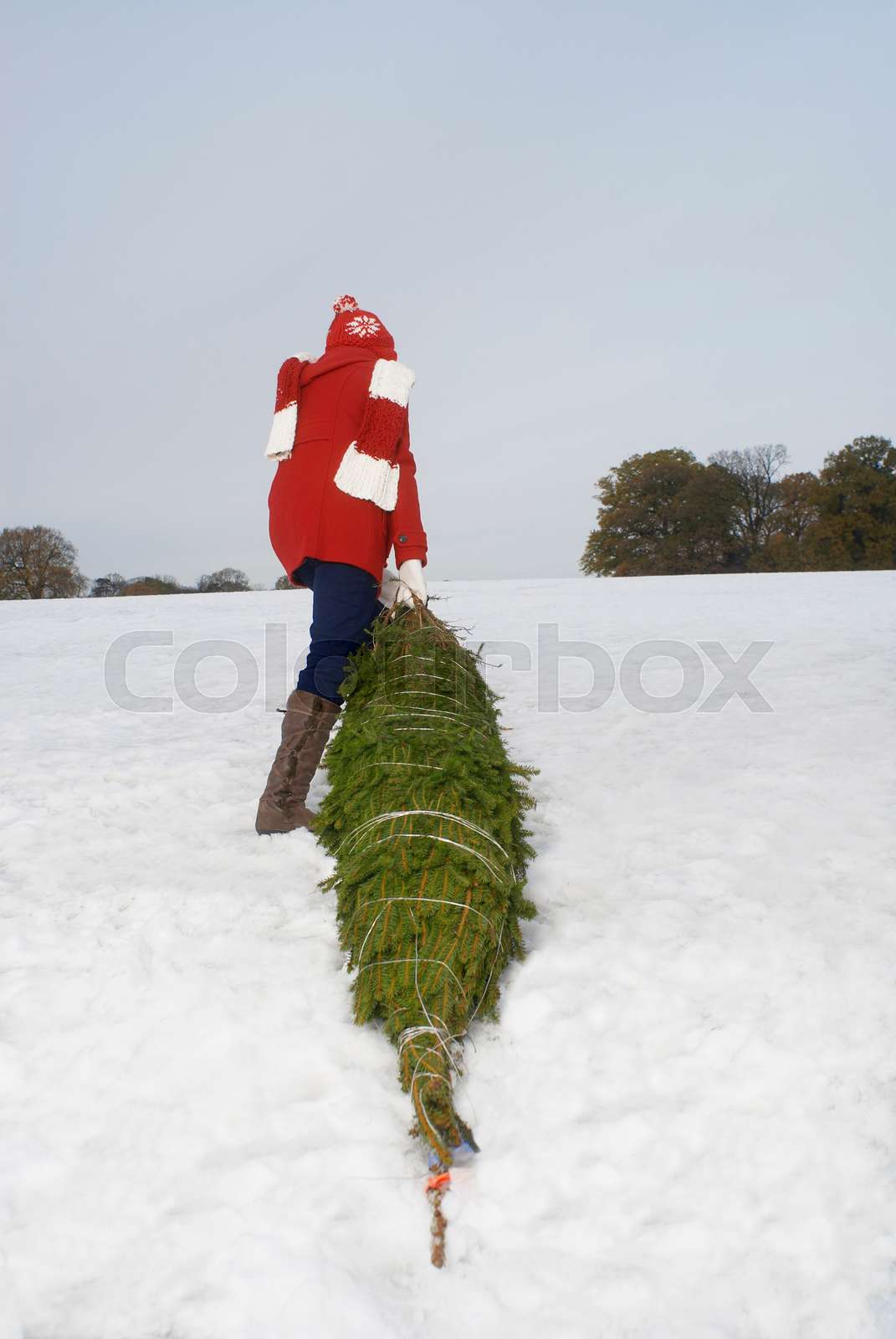 Girl dragging Christmas tree in snow | Stock image | Colourbox
