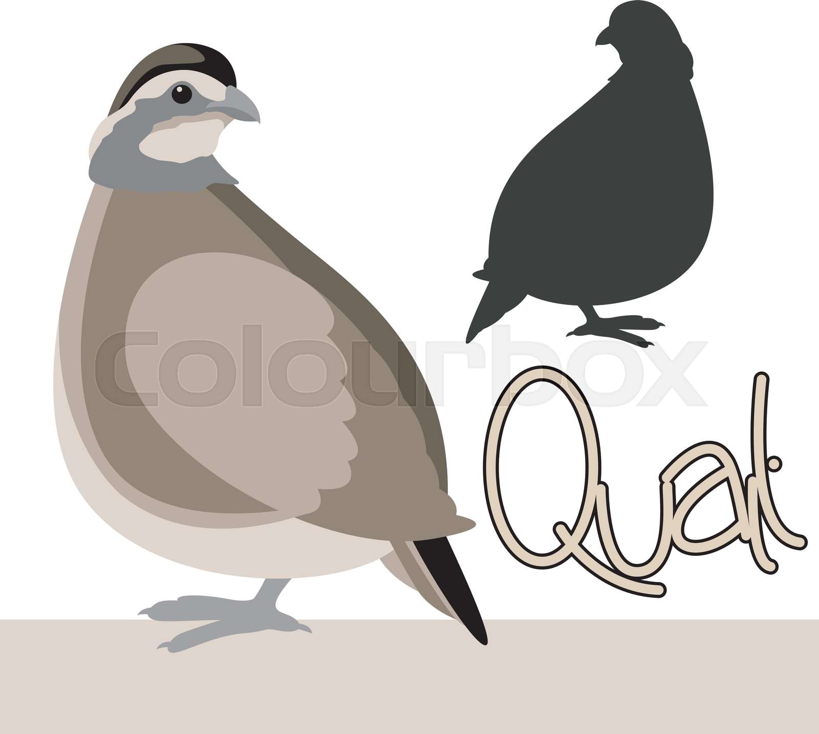 bird quail vector | Stock vector | Colourbox