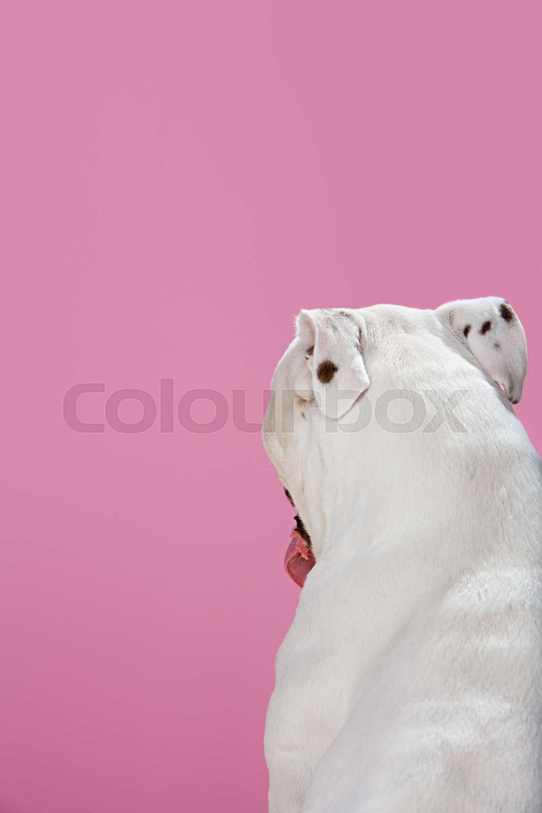 Rear view of a pitbull | Stock image | Colourbox