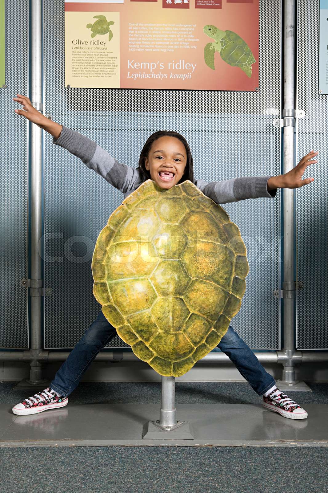 Girl standing behind kemps ridley sea turtle shell | Stock image ...