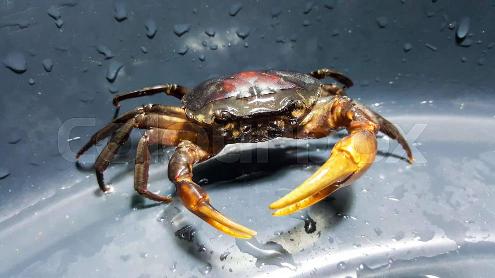rice field crab in round plastic basin | Stock image | Colourbox