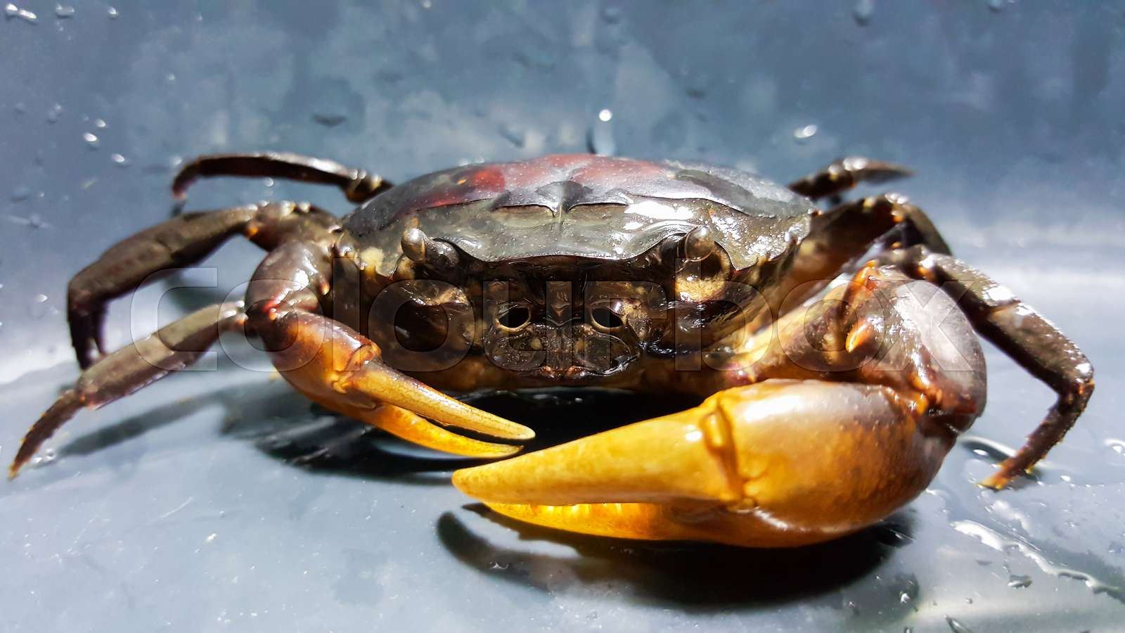 rice field crab in round plastic basin | Stock image | Colourbox