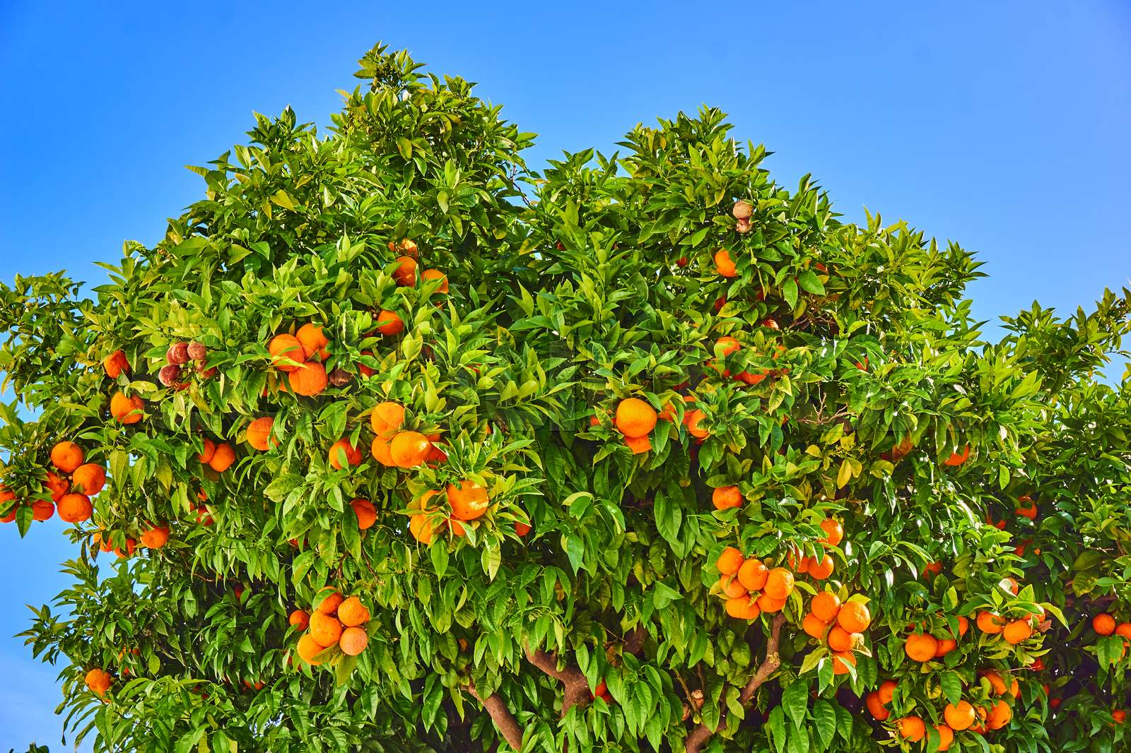 Orange garden. Orange tree. Mandarins on the tree | Stock image | Colourbox