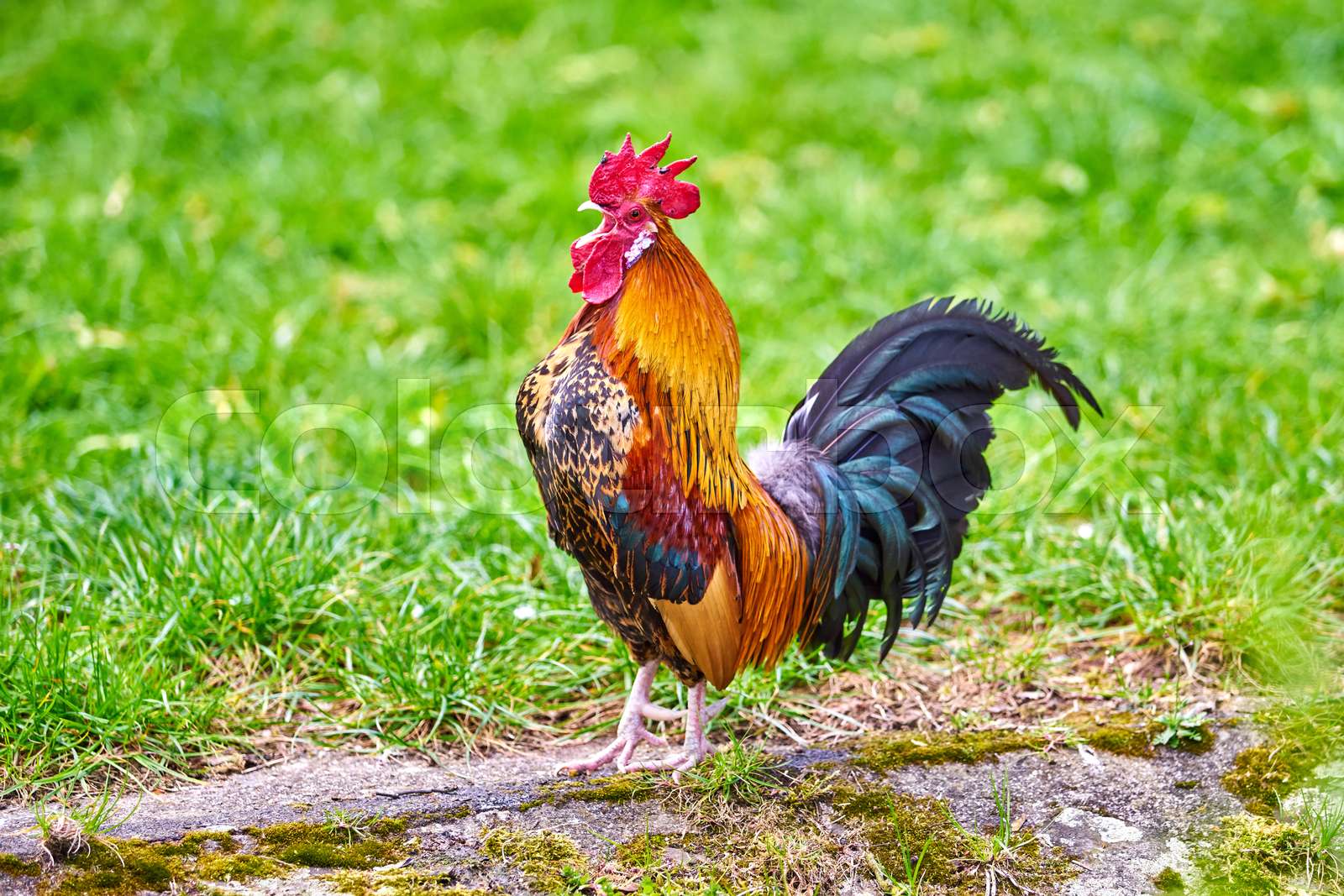 rooster on green nature background | Stock image | Colourbox
