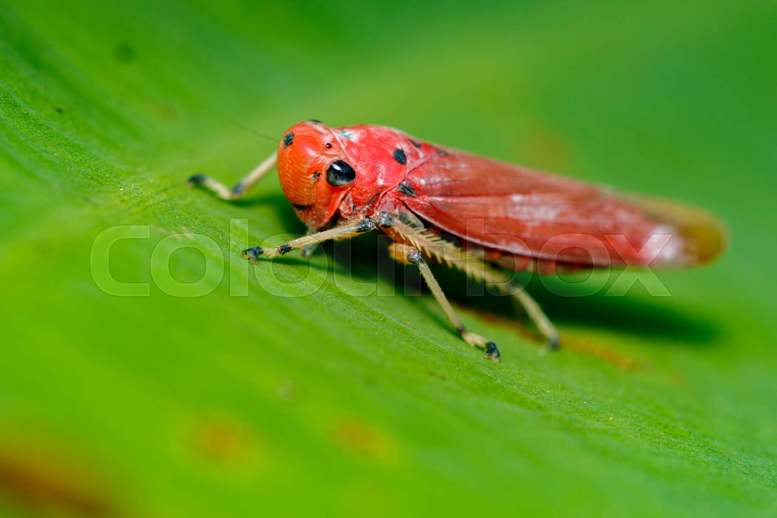 Homoptera Leafhopper