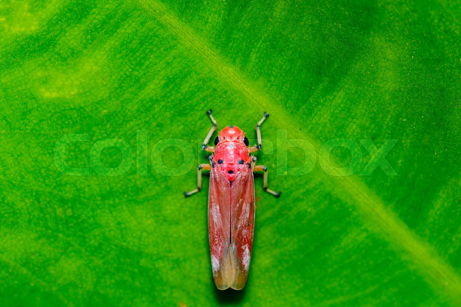 Homoptera Leafhopper