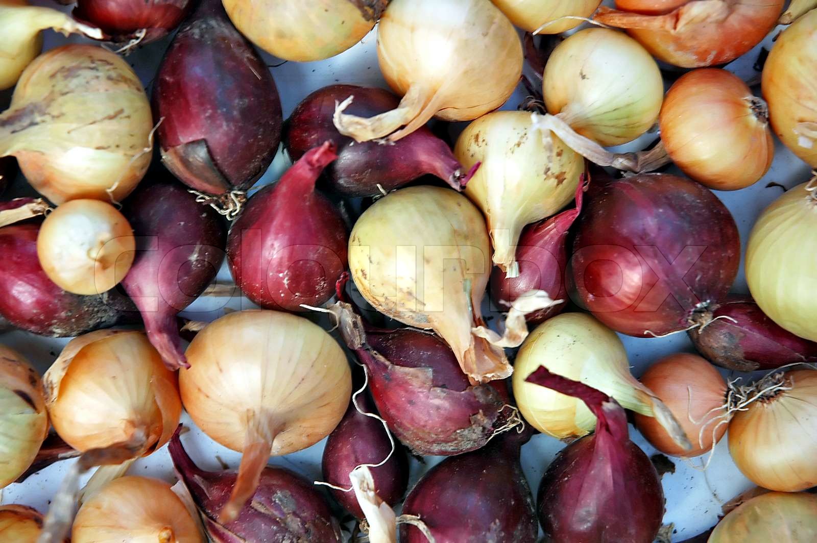 Background - yellow and red onion | Stock image | Colourbox
