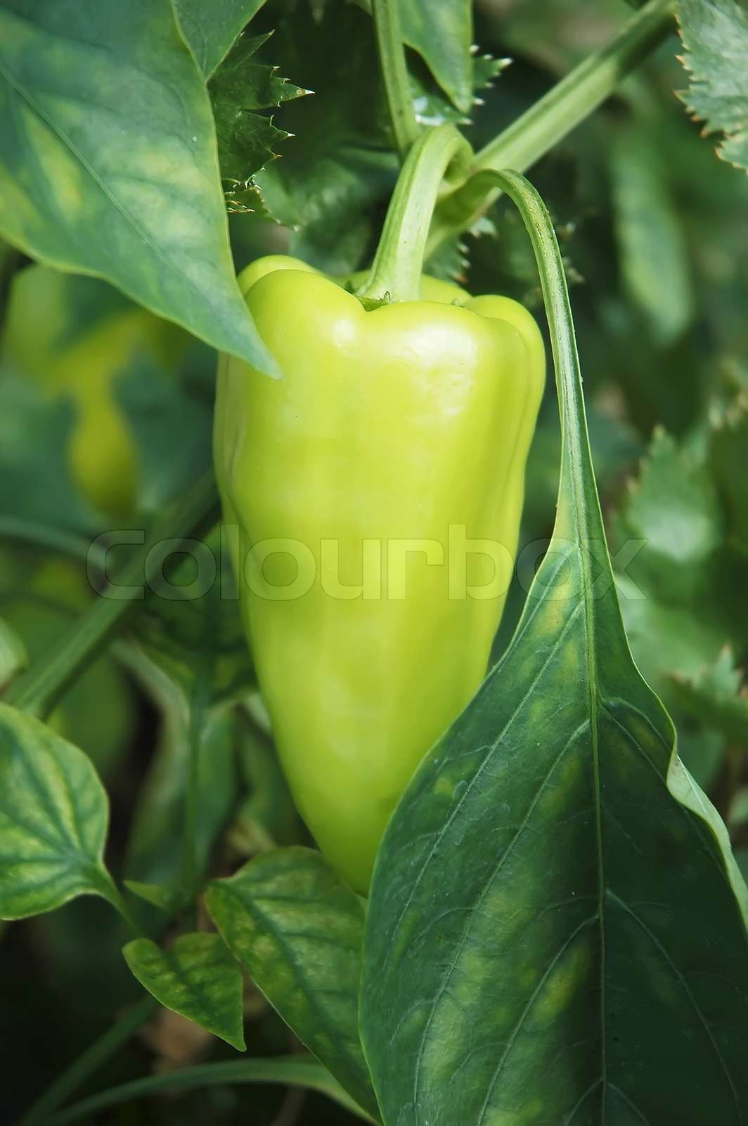 Vegetables - shrub with ripened green pepper | Stock image | Colourbox