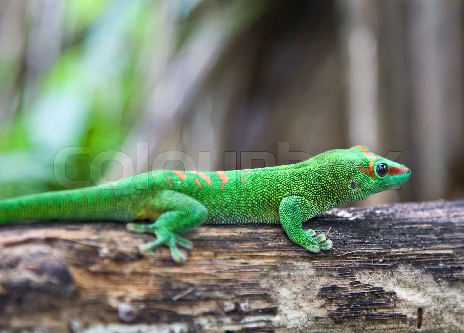 Green geko on the tree (Zurich zoo) | Stock image | Colourbox