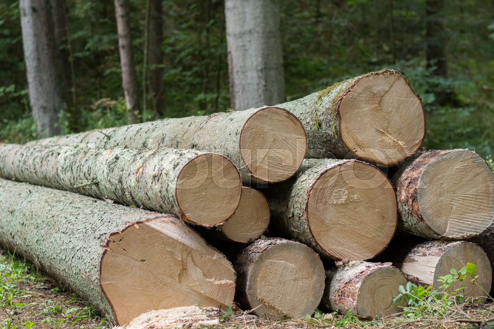 norway, forestry, silviculture | Stock image | Colourbox