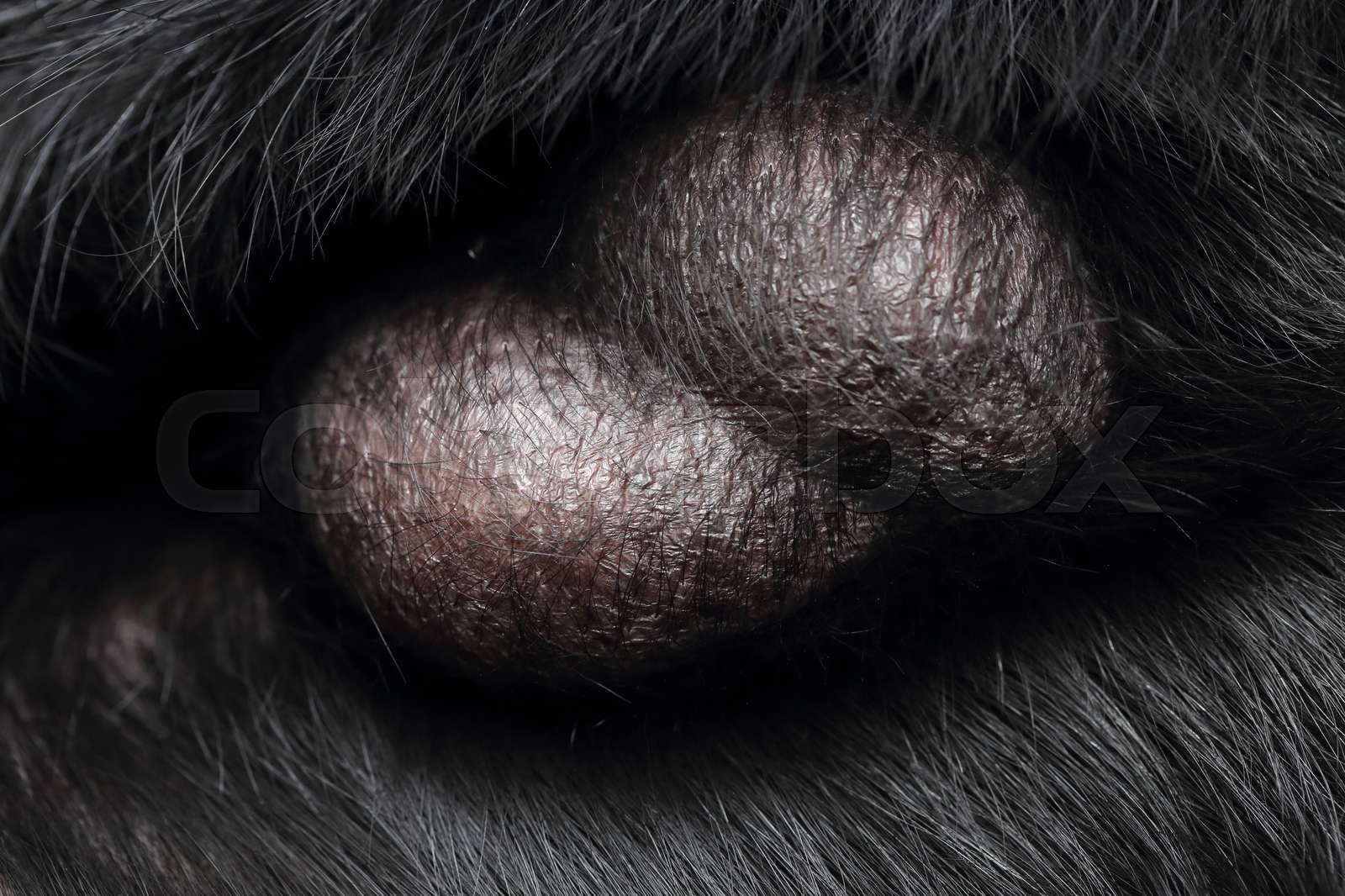 black labrador dog testicle | Stock image | Colourbox