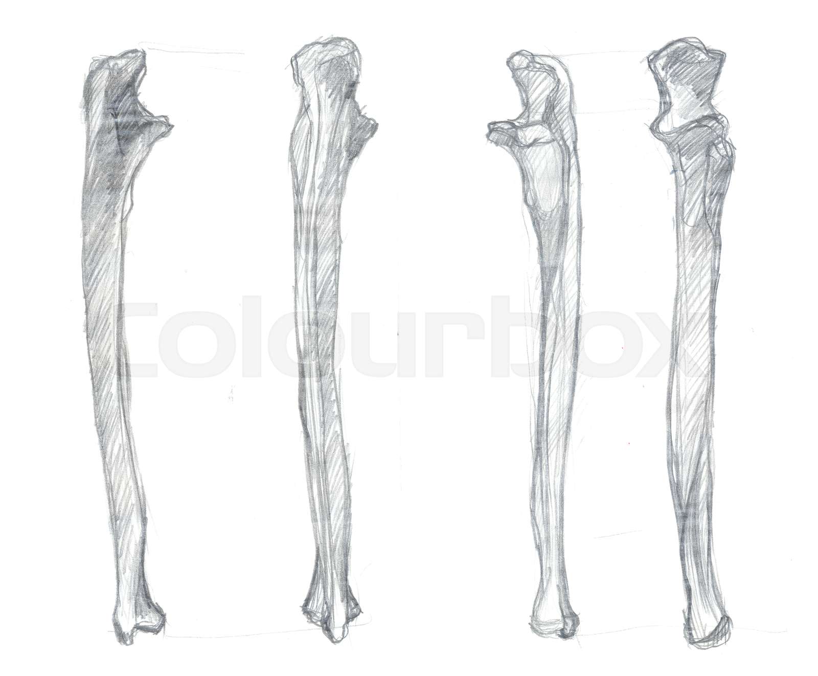 four views of cubitus | Stock image | Colourbox