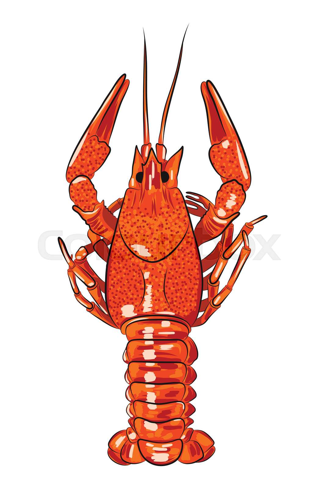 vector illustration of hand-drawn realistic glossy crawfish | Stock ...