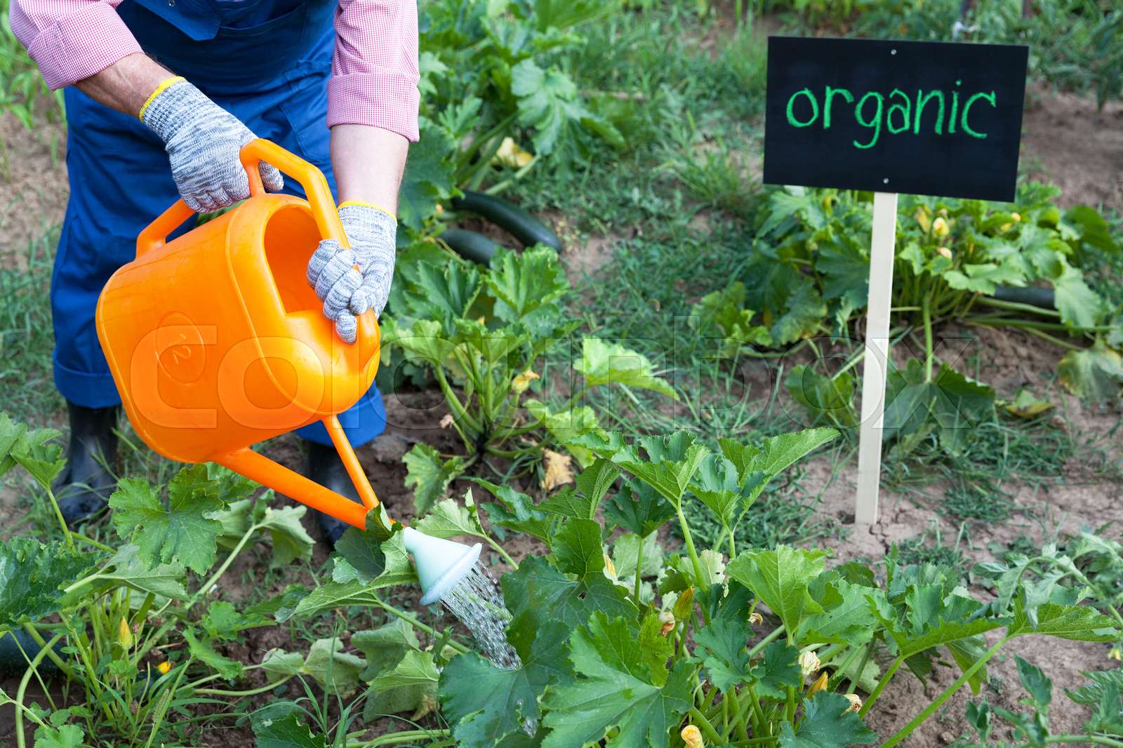 Farmer working in the organic vegetable garden | Stock image | Colourbox