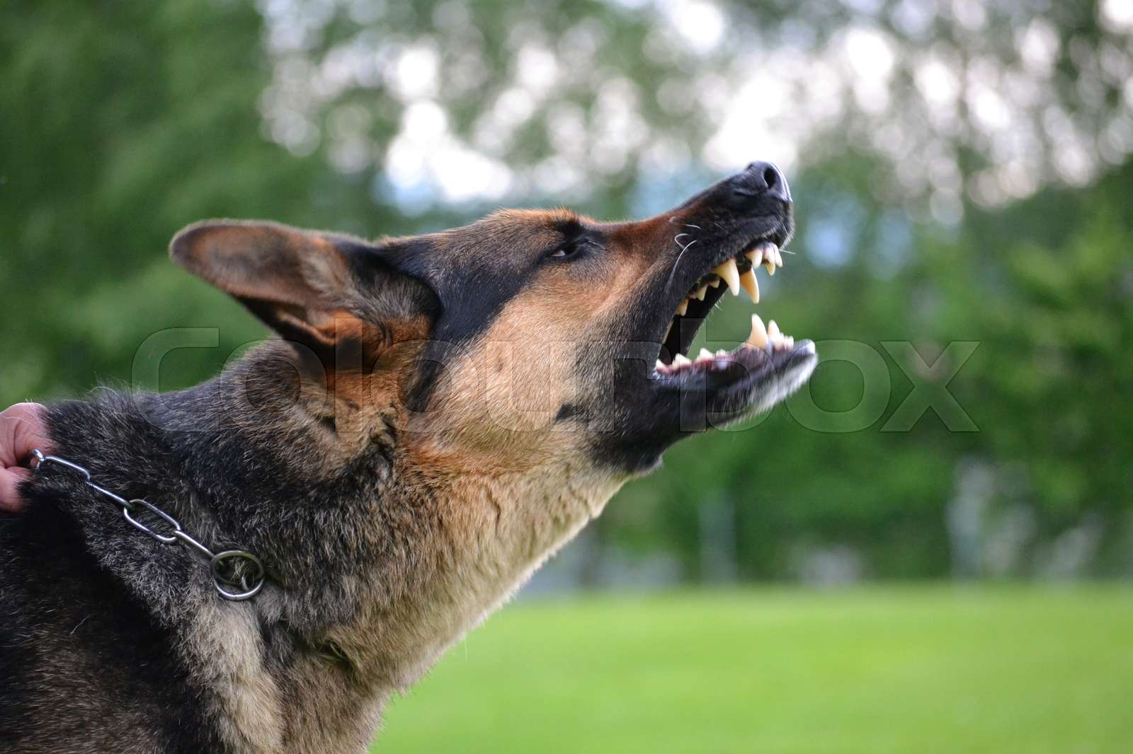 Bellender Schaeferhund | Stock Bild | Colourbox