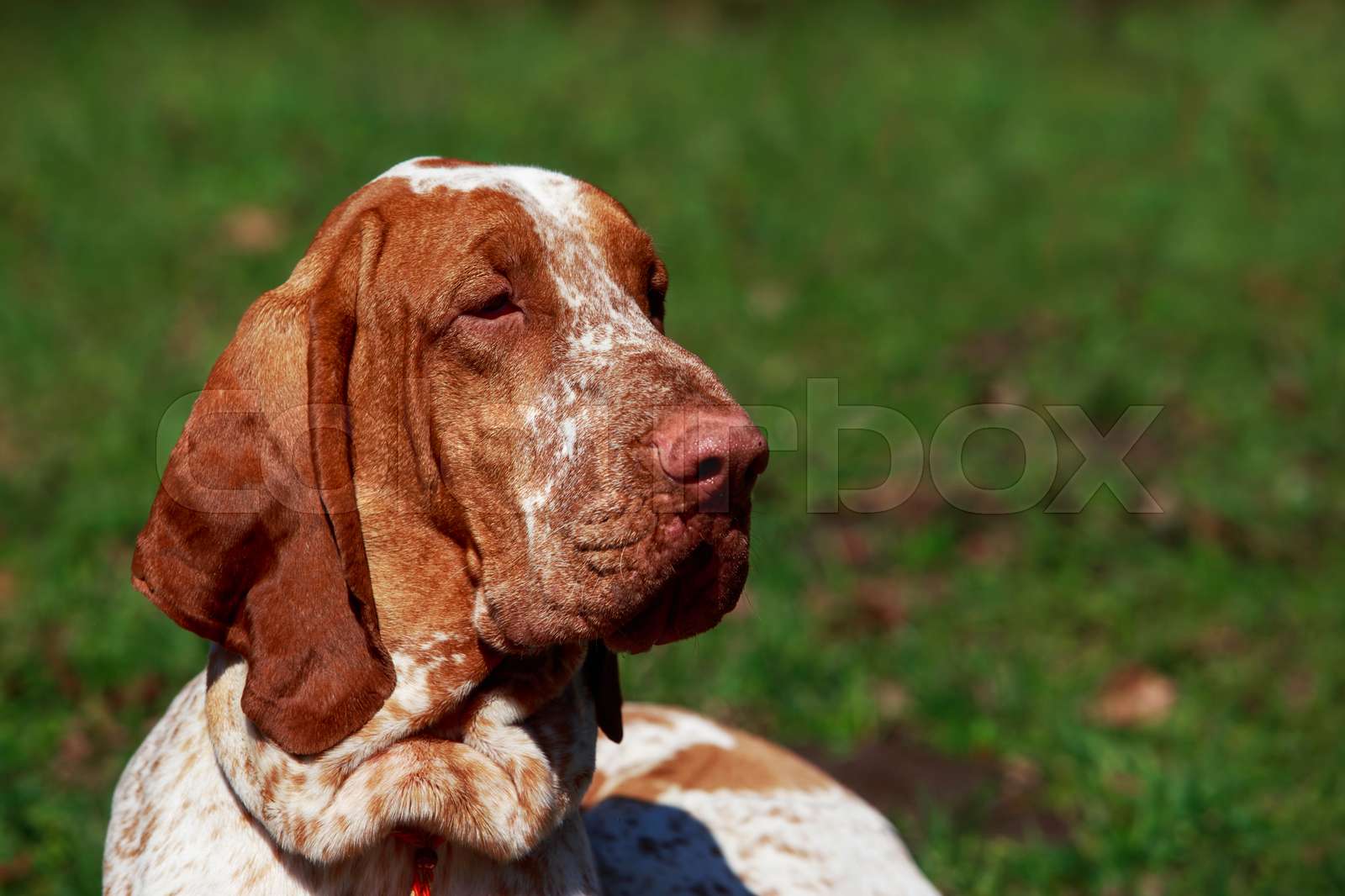 dog Bracco Italiano | Stock image | Colourbox