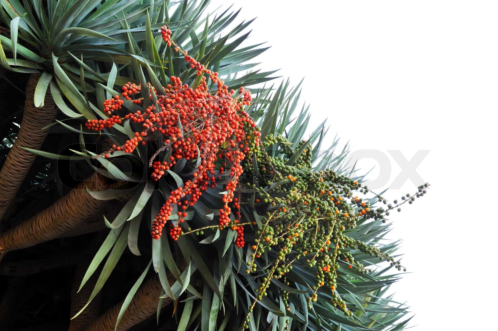 Fauna of Madeira - Dragon tree, Dracaena draco | Stock image | Colourbox